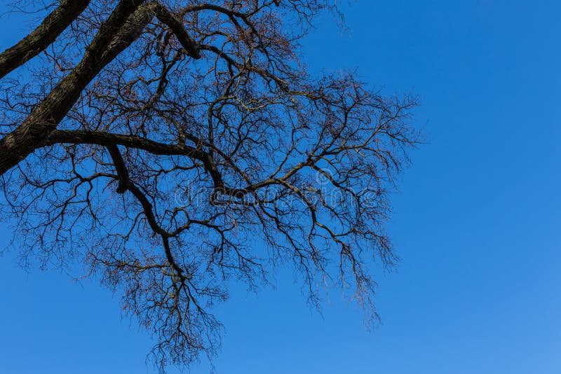 Tree Branches with Blue Sky Stock Image - Image of atmosphere, outdoor ...