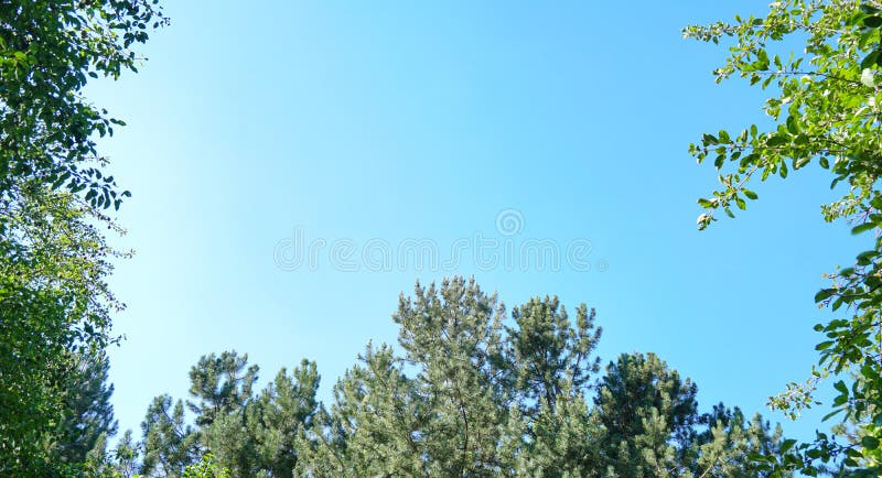 Tree branches and blue sky stock photo. Image of green - 255506180