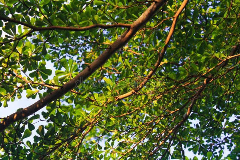 The Tree Branches are Bright Green Leaves Which are Beautiful and Fresh ...