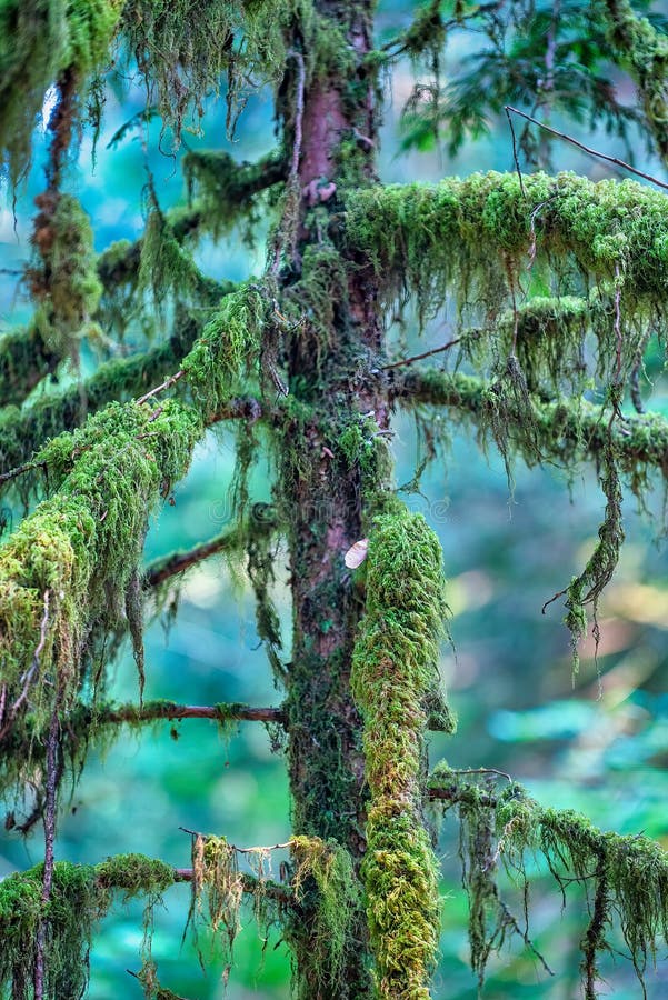 Tree Branches of British Columbia Forest Near Capilano Bridge Stock ...