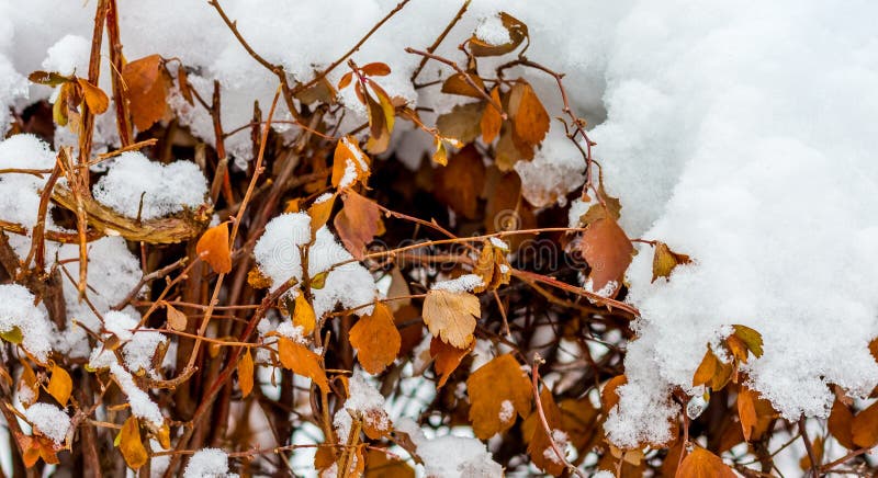Tree Branches with Brown Dry Leaves Covered Snow Cap_ Stock Image ...