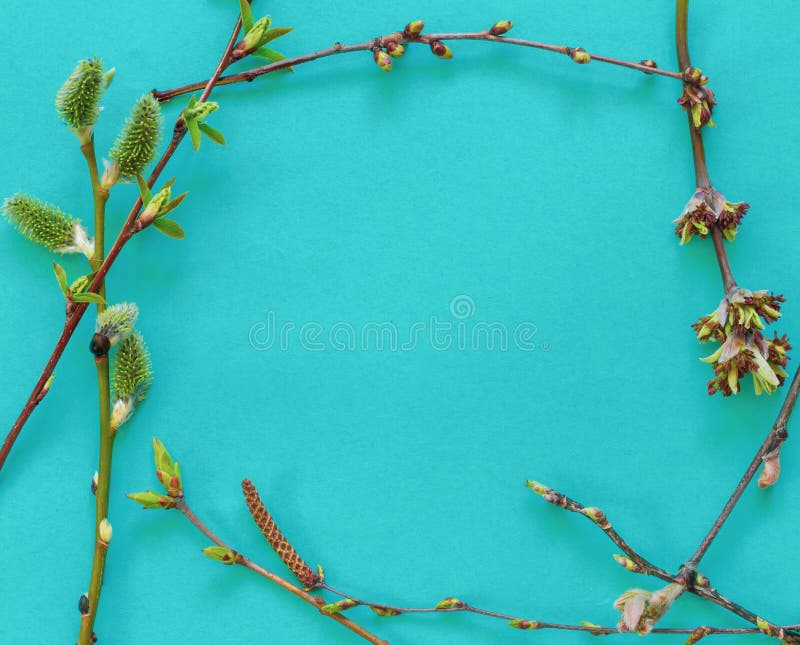 Tree Branches with Budding Buds on a Blue Background. Spring Background ...