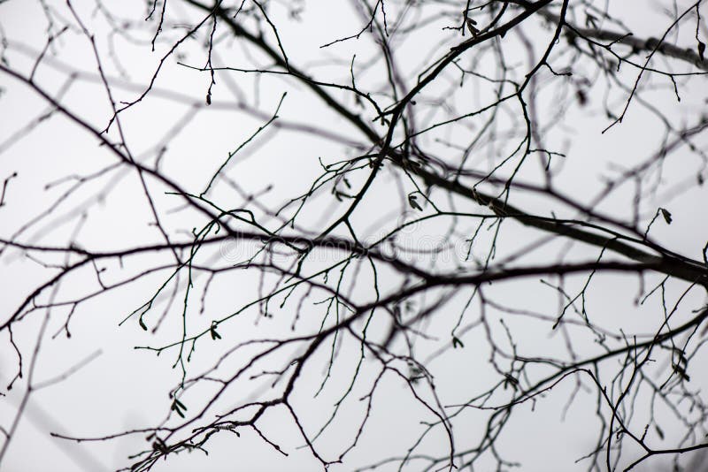 Tree Branches in Bushes in Winter Cold Weather Stock Photo - Image of ...