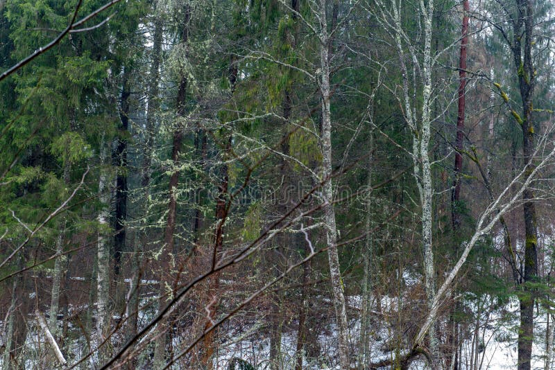 Tree Branches in Bushes in Winter Cold Weather Stock Image - Image of ...