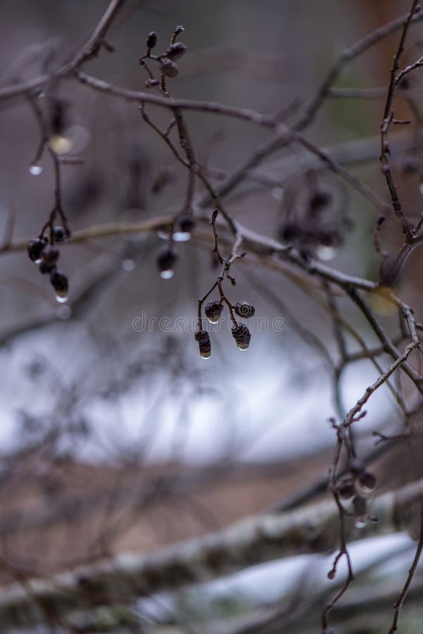 Tree Branches in Bushes in Winter Cold Weather Stock Image - Image of ...