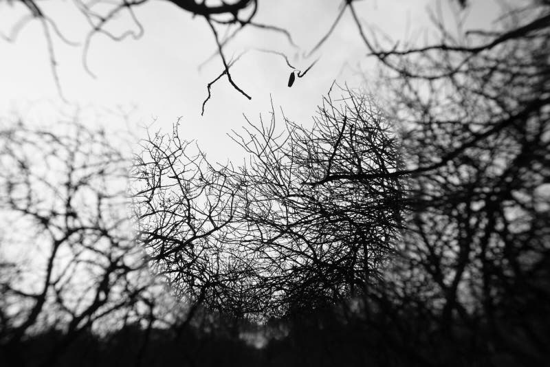 104 Peripheral Tree Stock Photos - Free & Royalty-Free Stock Photos ...