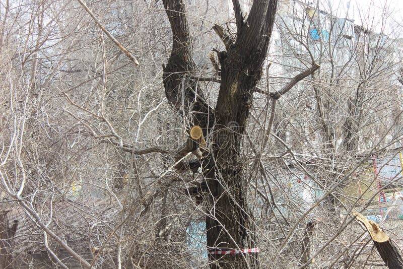 A Tree without Branches in the City during Sanitary Pruning Stock Photo ...