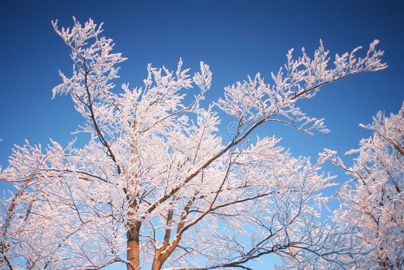 Tree branches in winter stock photo. Image of forest - 29968548