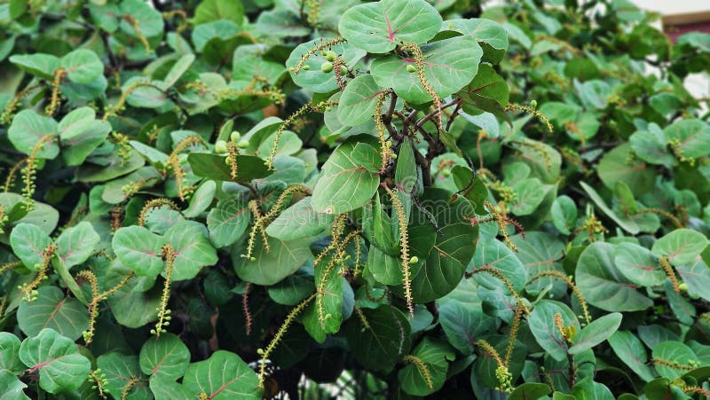 Tree Branches of Coccoloba Uvifera. Stock Image - Image of coastal ...