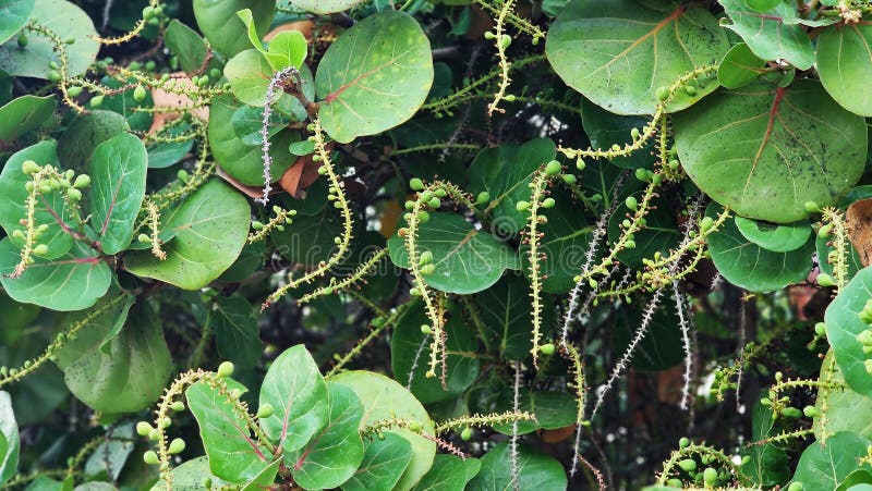 Tree Branches of Coccoloba Uvifera. Stock Image - Image of caribbean ...