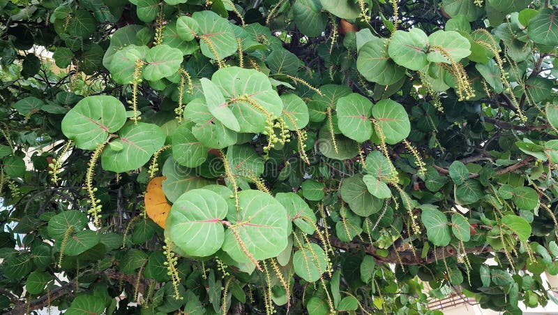 Tree Branches of Coccoloba Uvifera. Stock Photo - Image of forest ...