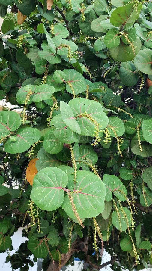 Tree Branches of Coccoloba Uvifera. Stock Image - Image of botanical ...