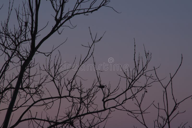 Tree Branches Color Background Stock Photo - Image of color, colorful ...