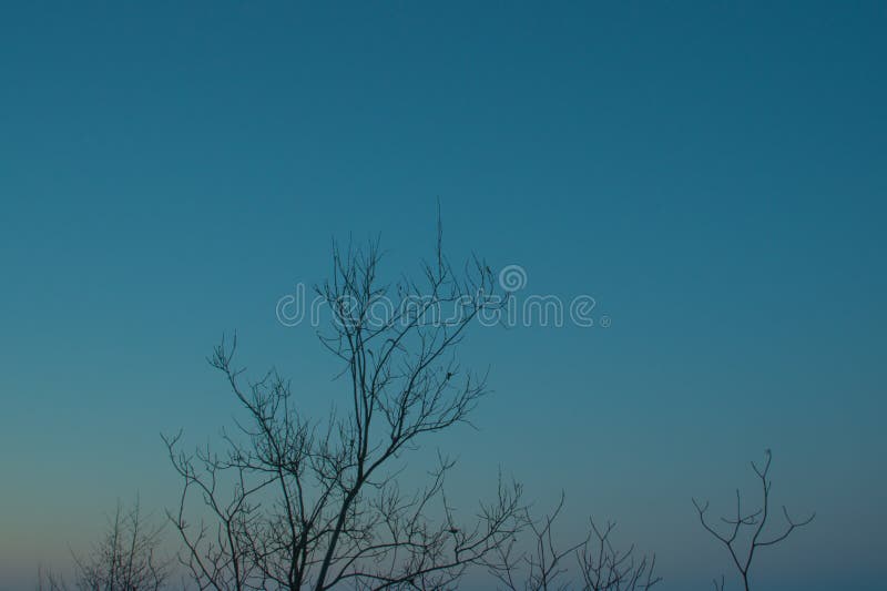 Tree Branches Color Background Stock Image - Image of color, texture ...