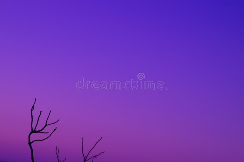 Tree Branches Color Background Stock Photo - Image of nature, plant ...