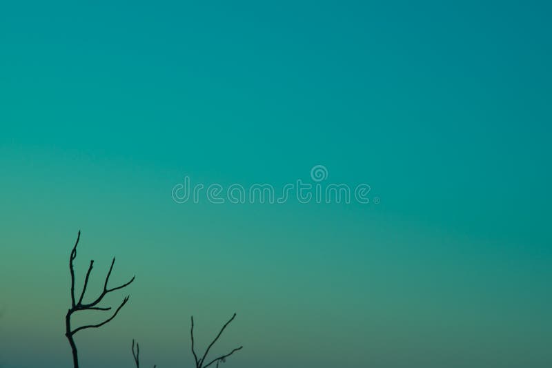 Tree Branches Color Background Stock Image - Image of gradient, branch ...