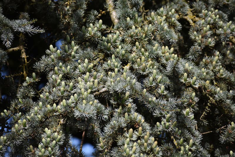 Tree Branches of Colorado Blue Spruce. Stock Photo - Image of ...