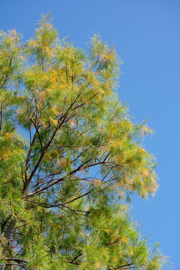 Tree Branches with Colored Flowers in Spring in the Park Garden Stock ...