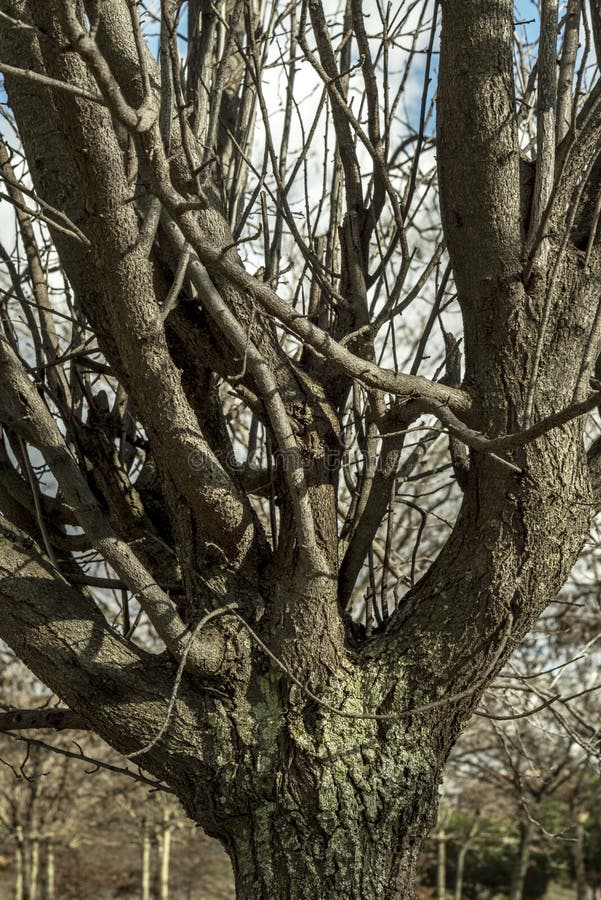 Tree Branches Coming Out of the Main Trunk Stripped of Leaves in the ...