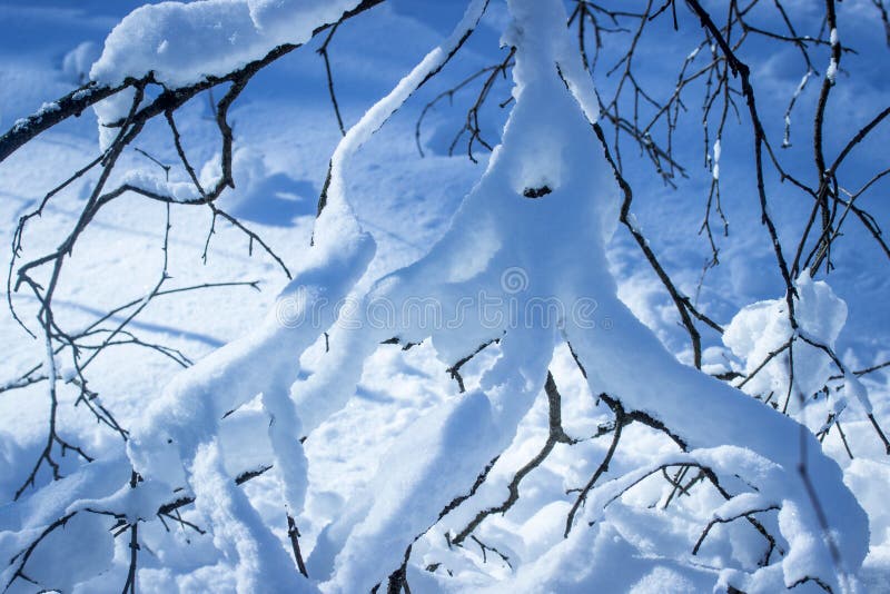 Tree Branches Covered with Bright Snow Stock Image - Image of clean ...