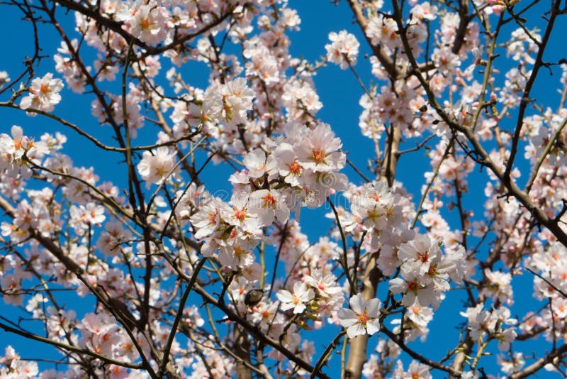 Tree Branches Covered with Flowers with White Petals in the Spring ...
