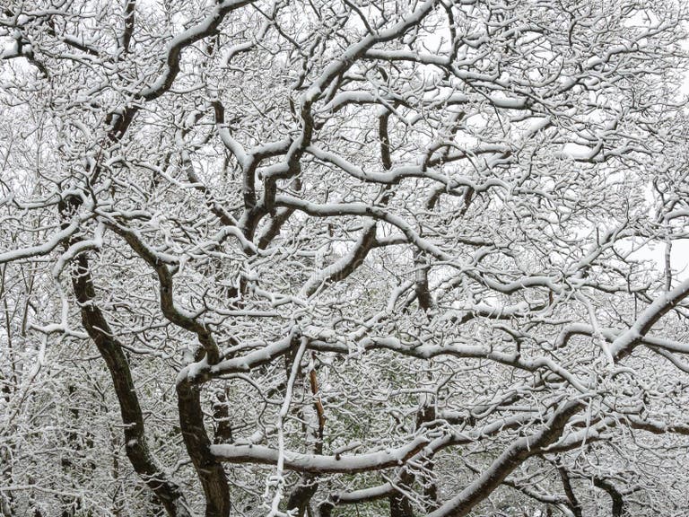 Tree Branches Covered with Fresh Snow Layer Stock Image - Image of ...