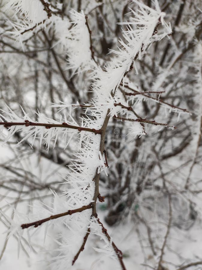 Tree Branches Covered with Frost Needles in Winte Stock Image - Image ...