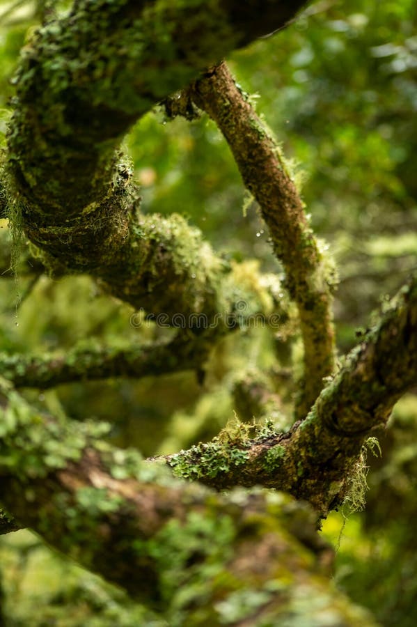 Tree Branches Covered with Green Moss in the Temperate Rainforest ...