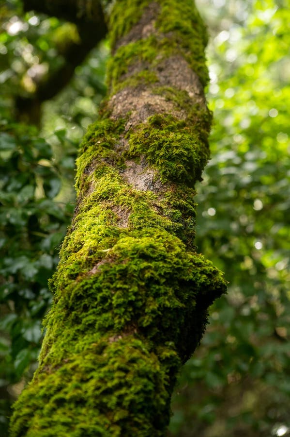 Tree Branches Covered with Green Moss in the Temperate Rainforest ...