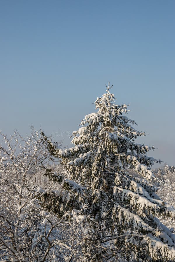 Tree Branches Covered with Heavy Snow. Beautiful Snowy Trees in ...