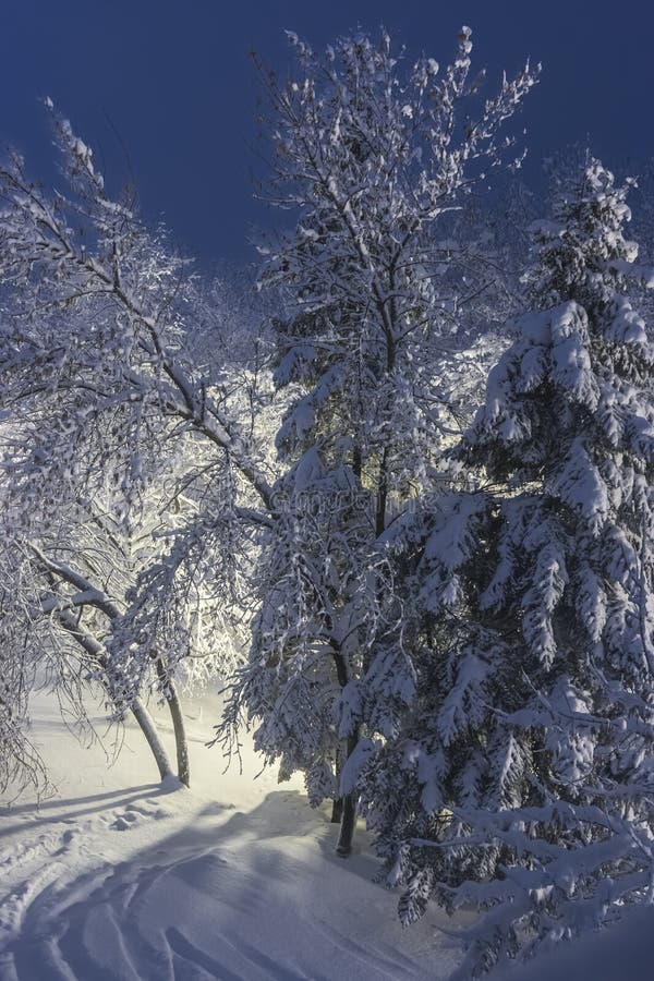 Tree Branches Covered with Heavy Snow. Beautiful Snowy Trees in ...
