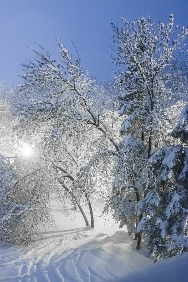 Tree Branches Covered with Heavy Snow. Beautiful Snowy Trees in ...