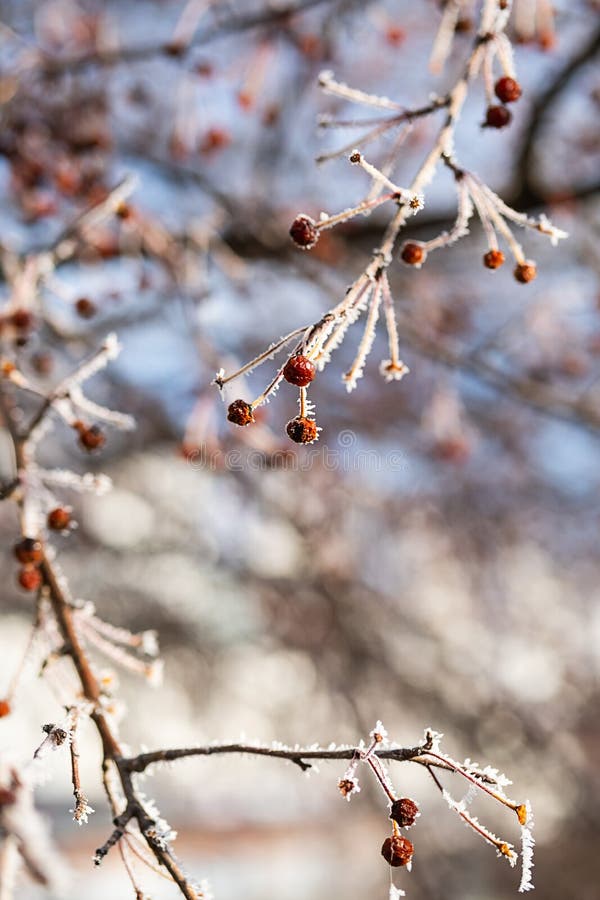 Tree Branches Covered Hoarfrost, Close Up. First Frost, Winter Coming ...