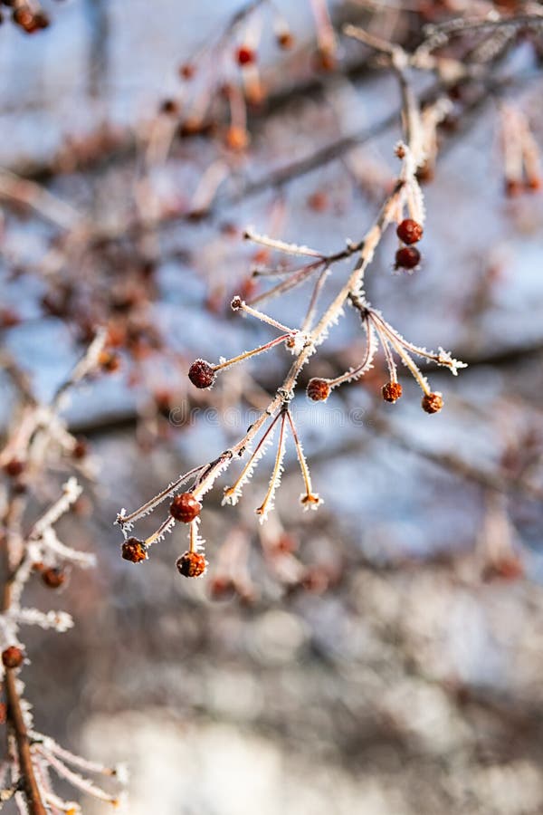 Tree Branches Covered Hoarfrost, Close Up. First Frost, Winter Coming ...