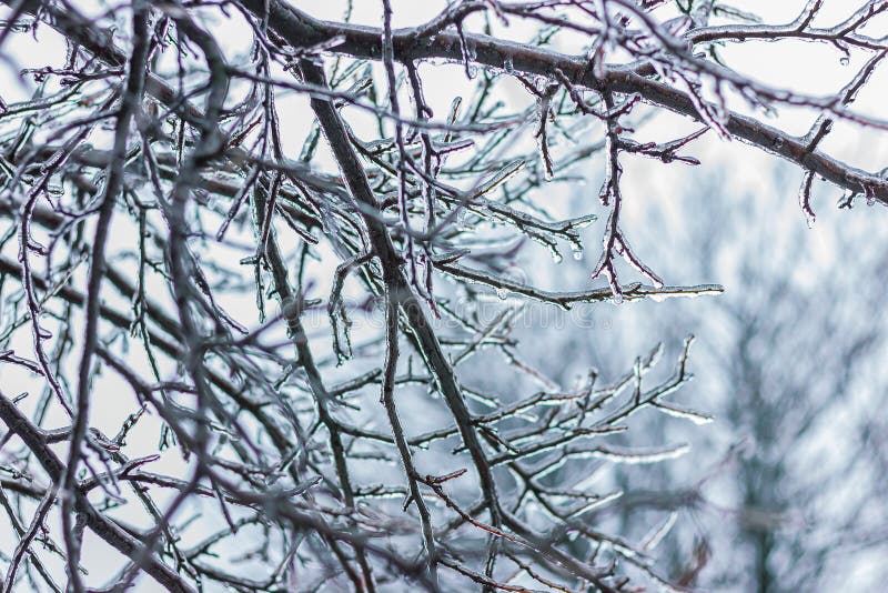 Tree Branches are Covered with Ice after a Cold Winter Freezing Rain ...