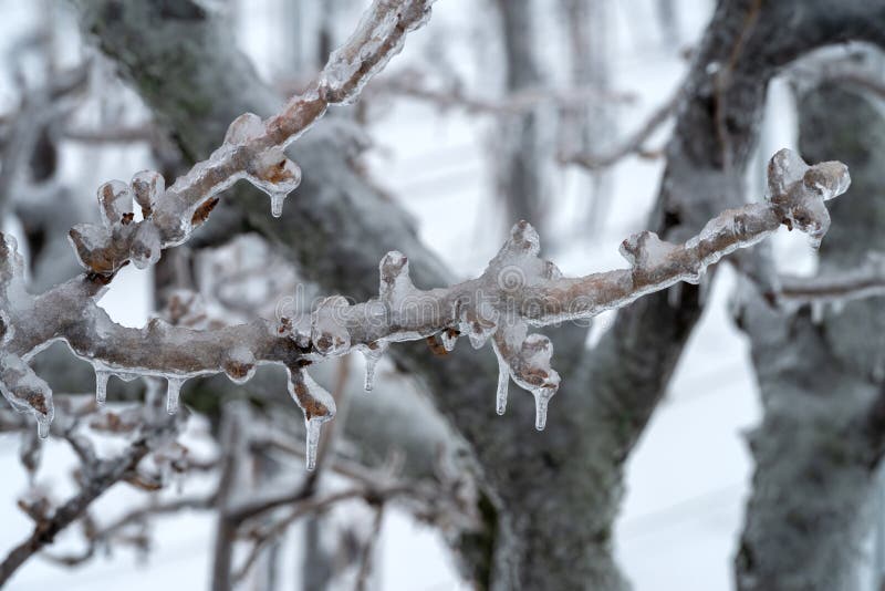 Branches Encapsulated in Ice Stock Image - Image of natural, macro ...