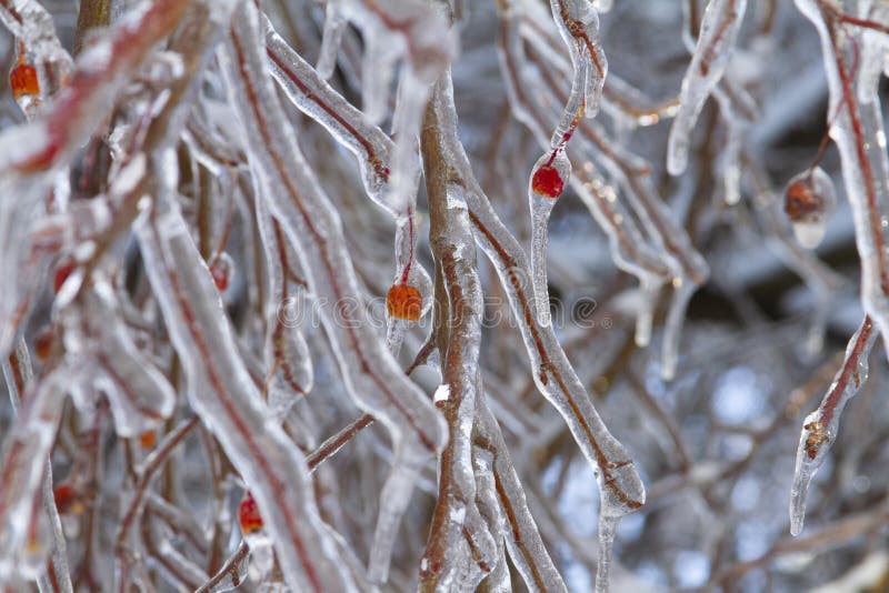 Tree Branches Covered by Ice after an Ice Storm Stock Image - Image of ...