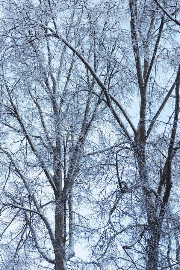 Tree Branches Covered with Ice after an Ice Storm Stock Photo - Image ...