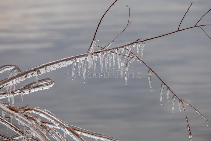 Tree Branches are Covered with Ice. Winter Landscape by the Lake Stock ...