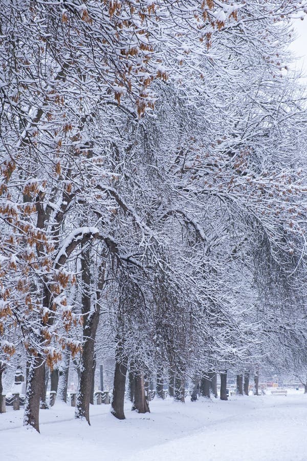 Tree Branches are Covered with a Layer of the First Snow. Hello Winter ...