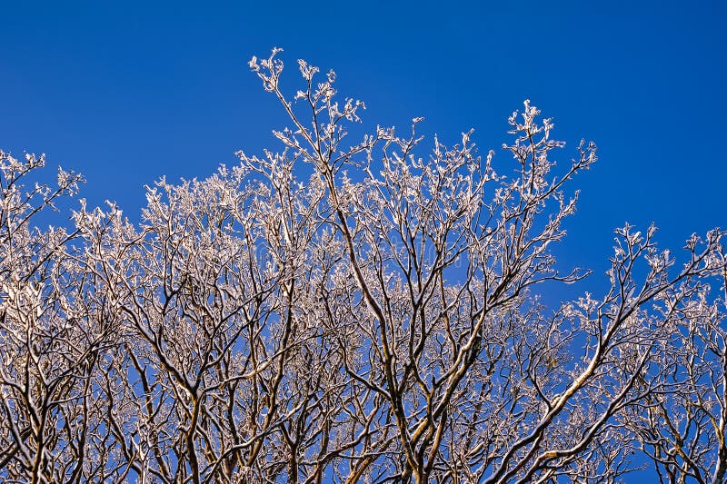 Tree Branches Covered in Layer of Fresh Snow Against Blue Clear Sky ...