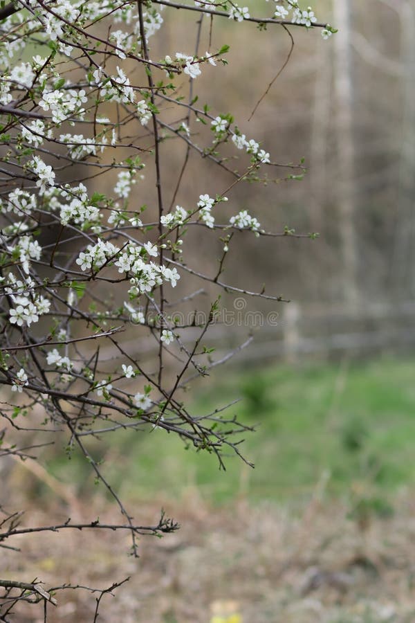 Tree Branches Covered in Small Bright White Flower Blossoms Stock Photo ...