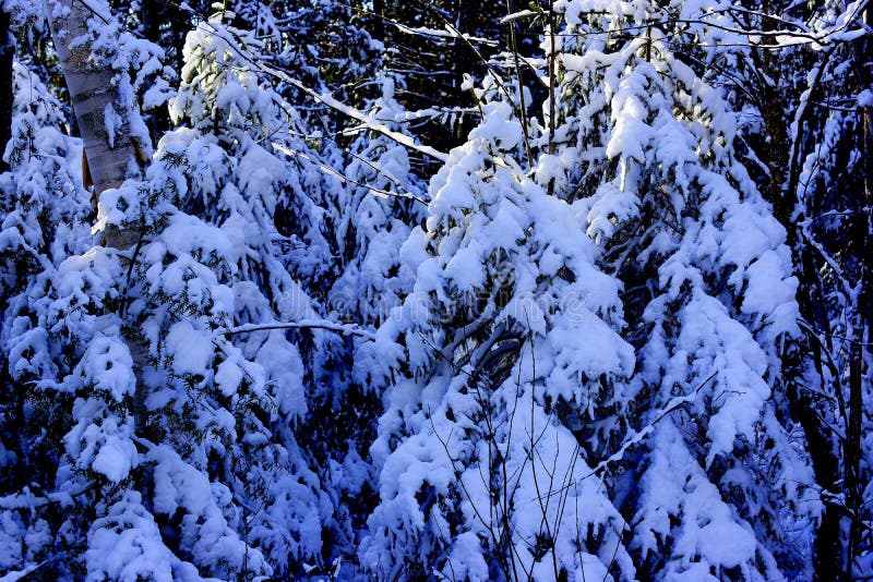 Tree Branches Covered with Snow Stock Photo - Image of covered, winter ...