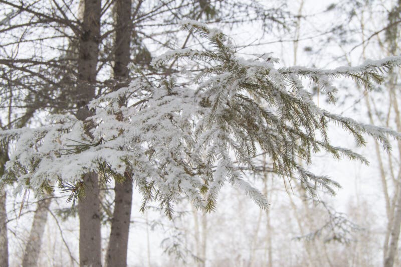 Tree Branches Covered with Snow and Ice Crystals, Frost Texture Close ...