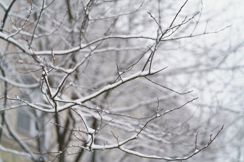 Tree Branches Covered with Snow after Snowfall Stock Photo - Image of ...