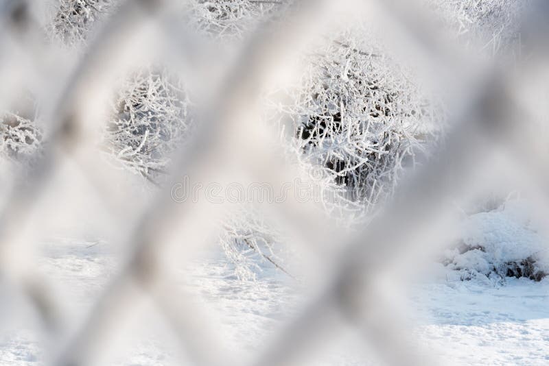 Tree Branches Covered with Snow. View through Rusty Wire Mesh Fence ...