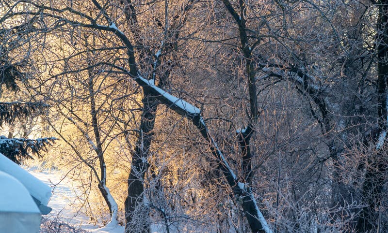 Tree Branches Covered with Snow in Winter Durink Sunrise Time Stock ...