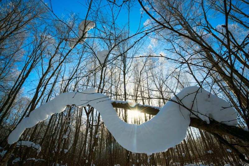 Tree Branches Covered with a Thick Layer of Snow in Sunny Weather in ...