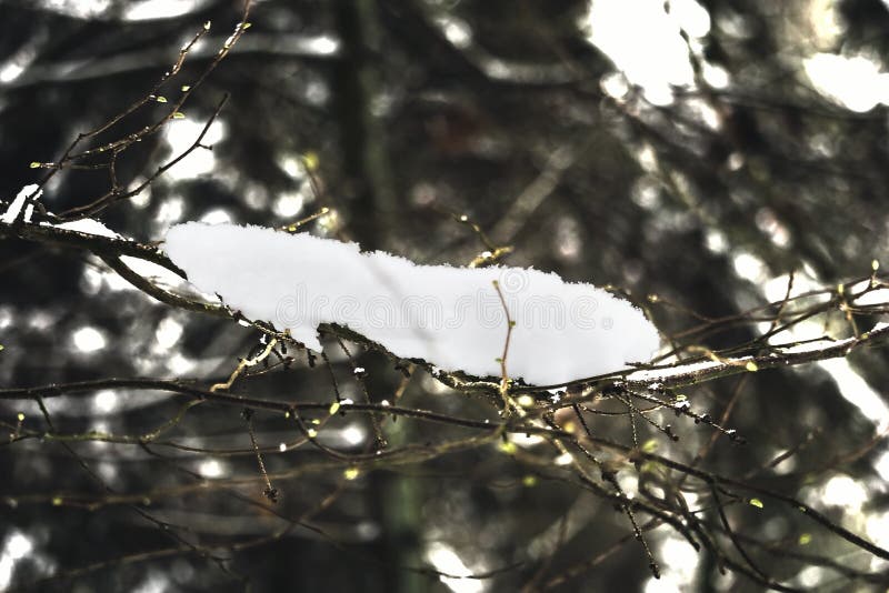 Tree Branches Covered in Thick Snow Layer Stock Image - Image of ...