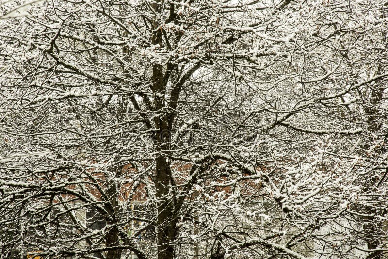 Trees Covered with Snow in December Stock Photo - Image of newyear ...
